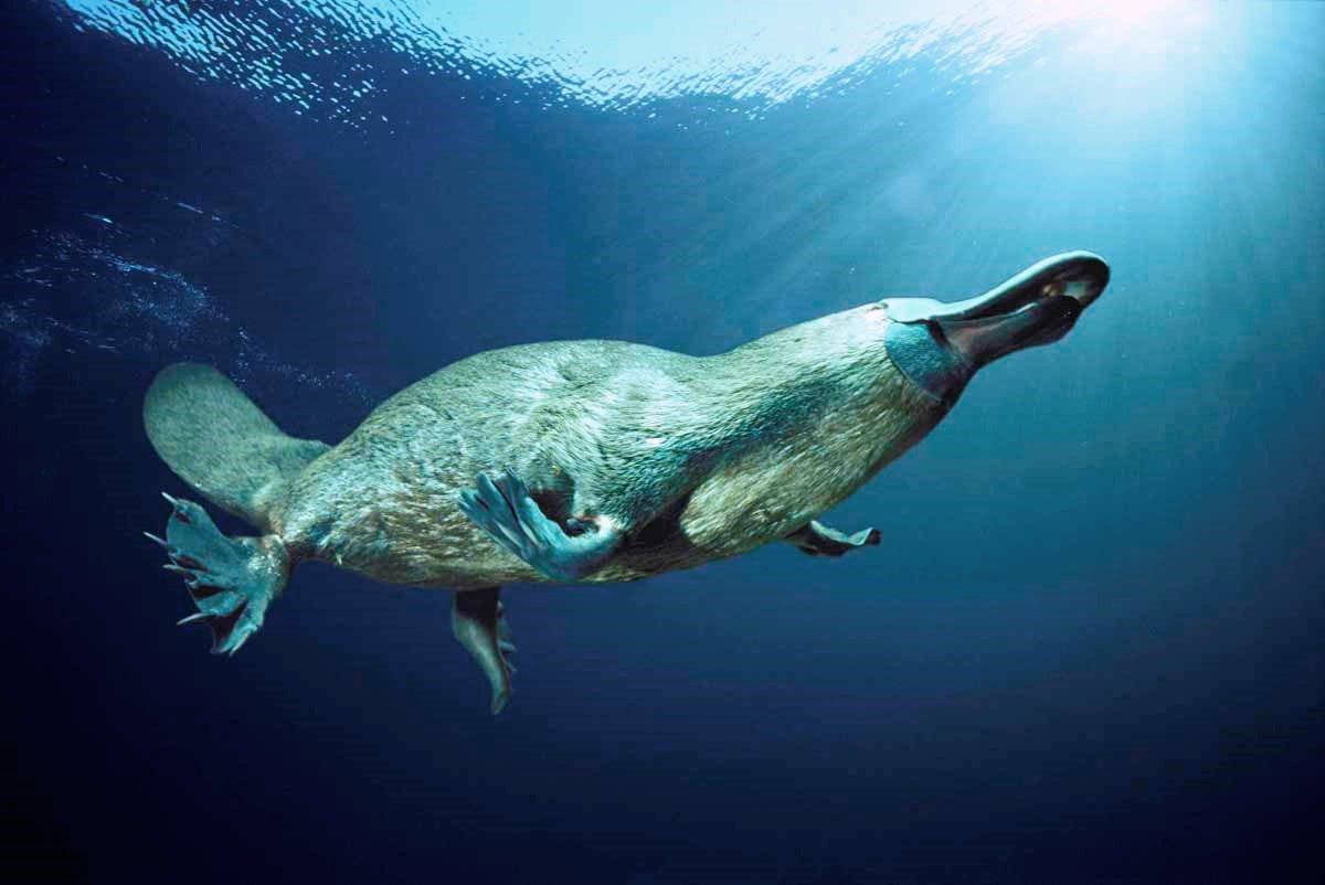 5 animales curiosos que debes conocer