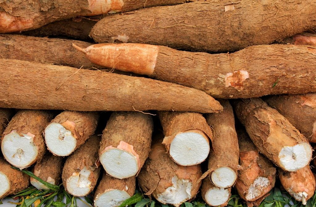 La tapioca y sus cualidades curativas