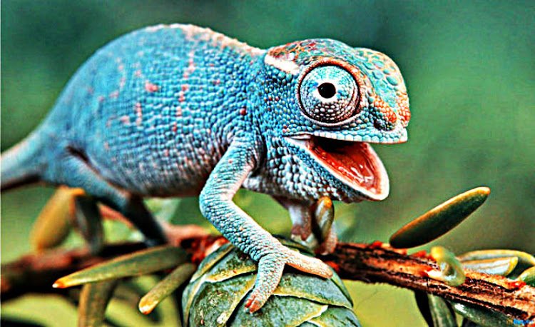 ¿Cómo es la vida de los reptiles?