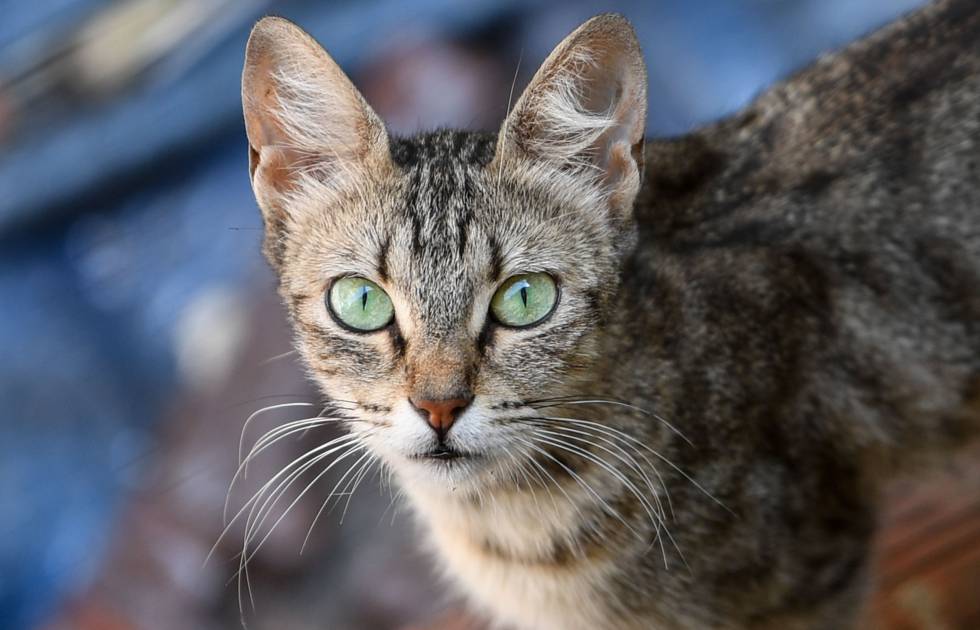 Aspectos curiosos sobre los gatos domésticos