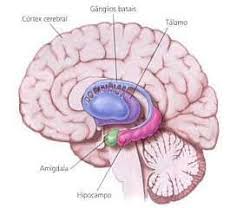 Los ganglios basales: curiosidades de su actividad neuronal